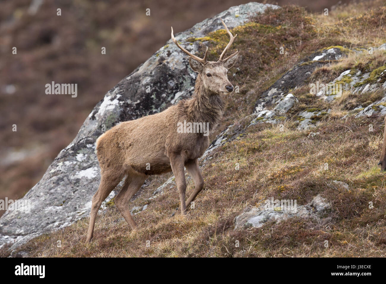 Red Deer stag at Strathconon, Scottish Highlands Stock Photo - Alamy