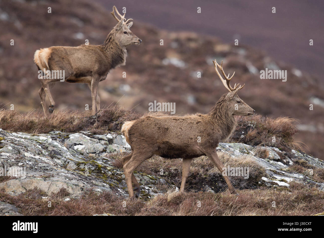 Red Deer stag at Strathconon, Scottish Highlands Stock Photo - Alamy