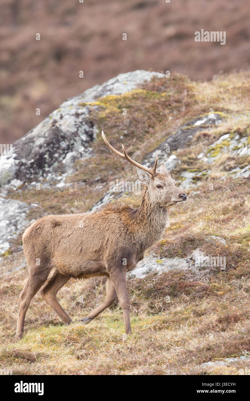 Red Deer stag at Strathconon in the Scottish Highlands Stock Photo - Alamy