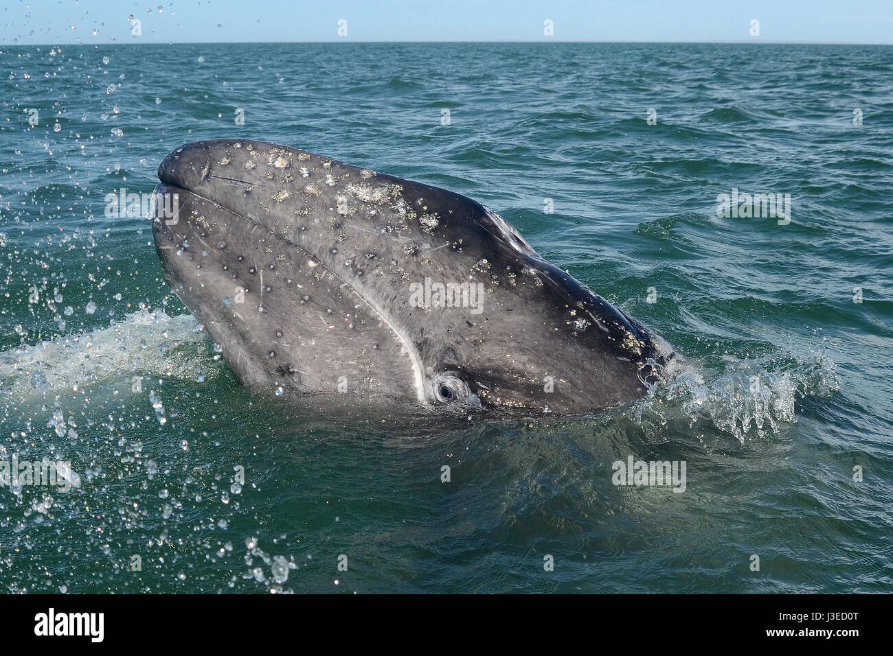 Whale eye hi-res stock photography and images - Alamy