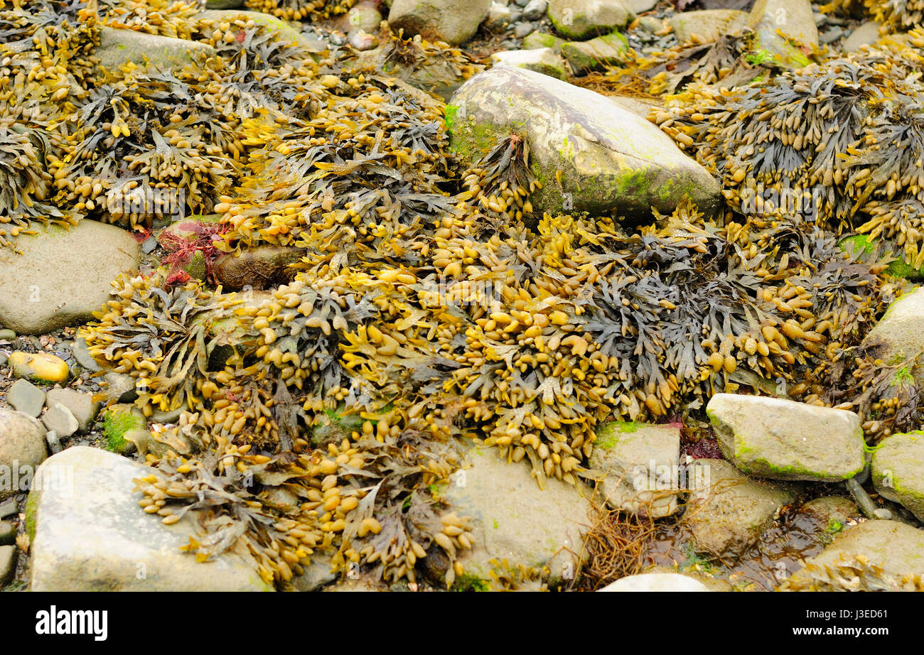 Bladder Rockweed seaweed or Fucus vesiculosus, bladder wrack or ...