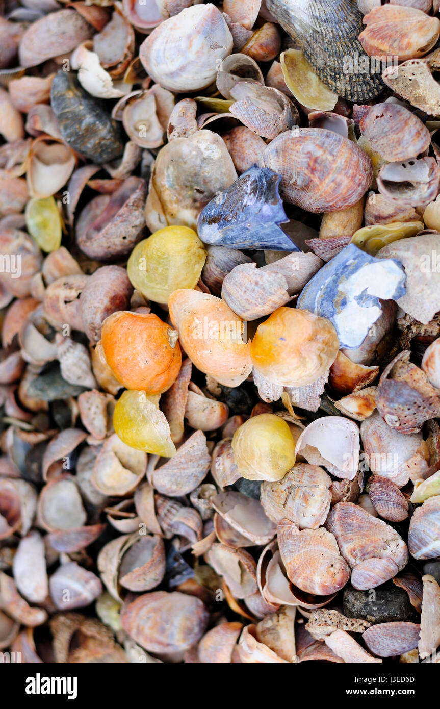 Jingle shell hi-res stock photography and images - Alamy