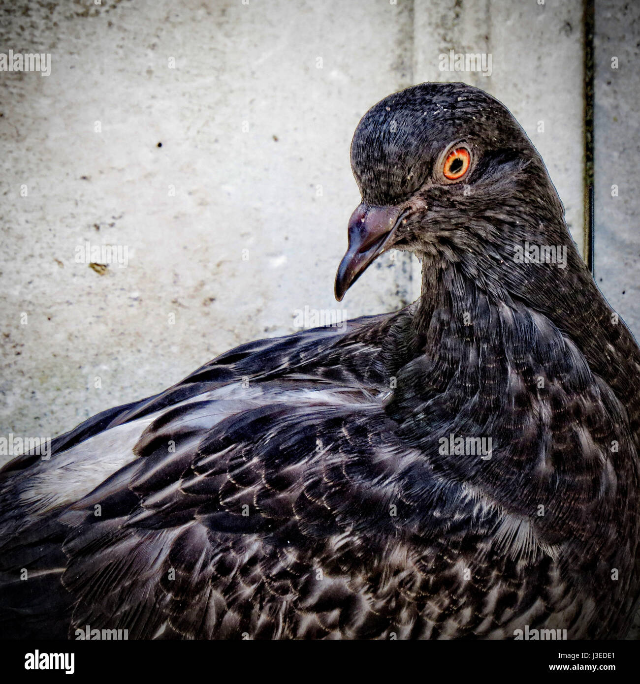 Pigeon bird face hi-res stock photography and images - Alamy