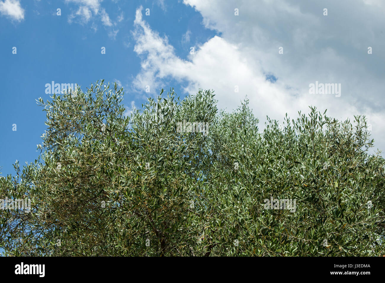 landscape of olive tree Stock Photo - Alamy