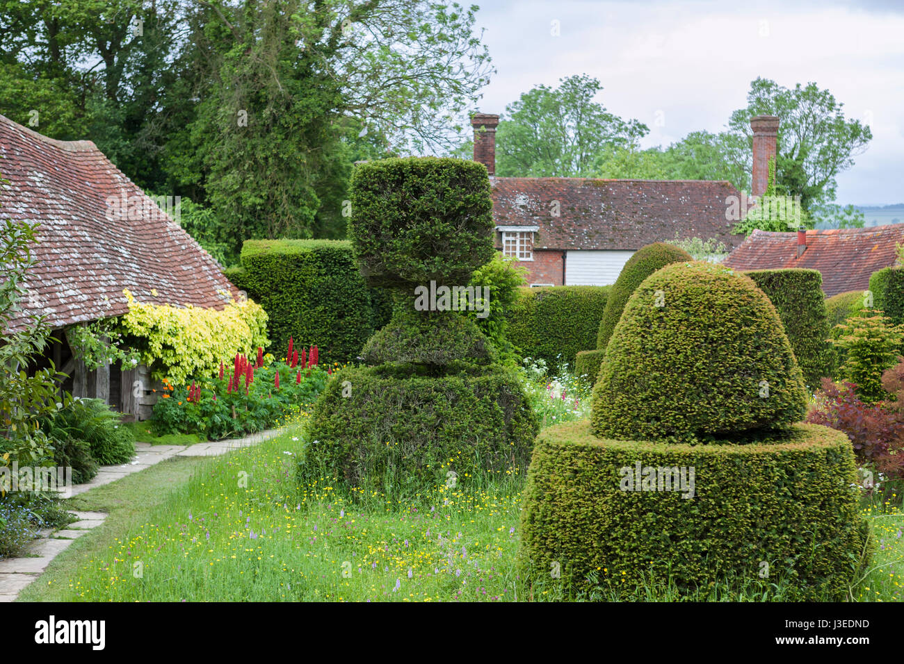 Yew topiary taxus baccata hi-res stock photography and images - Alamy