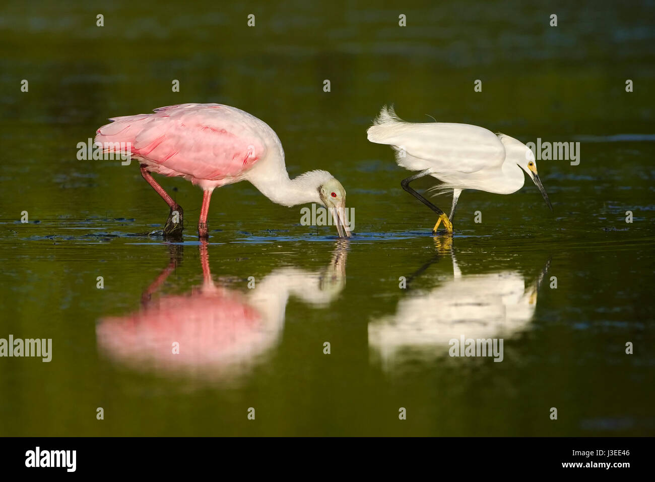 Species roseate spoonbill hi-res stock photography and images - Alamy
