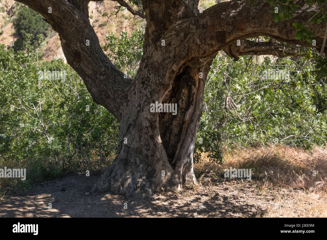 Tree hollow hi-res stock photography and images - Alamy