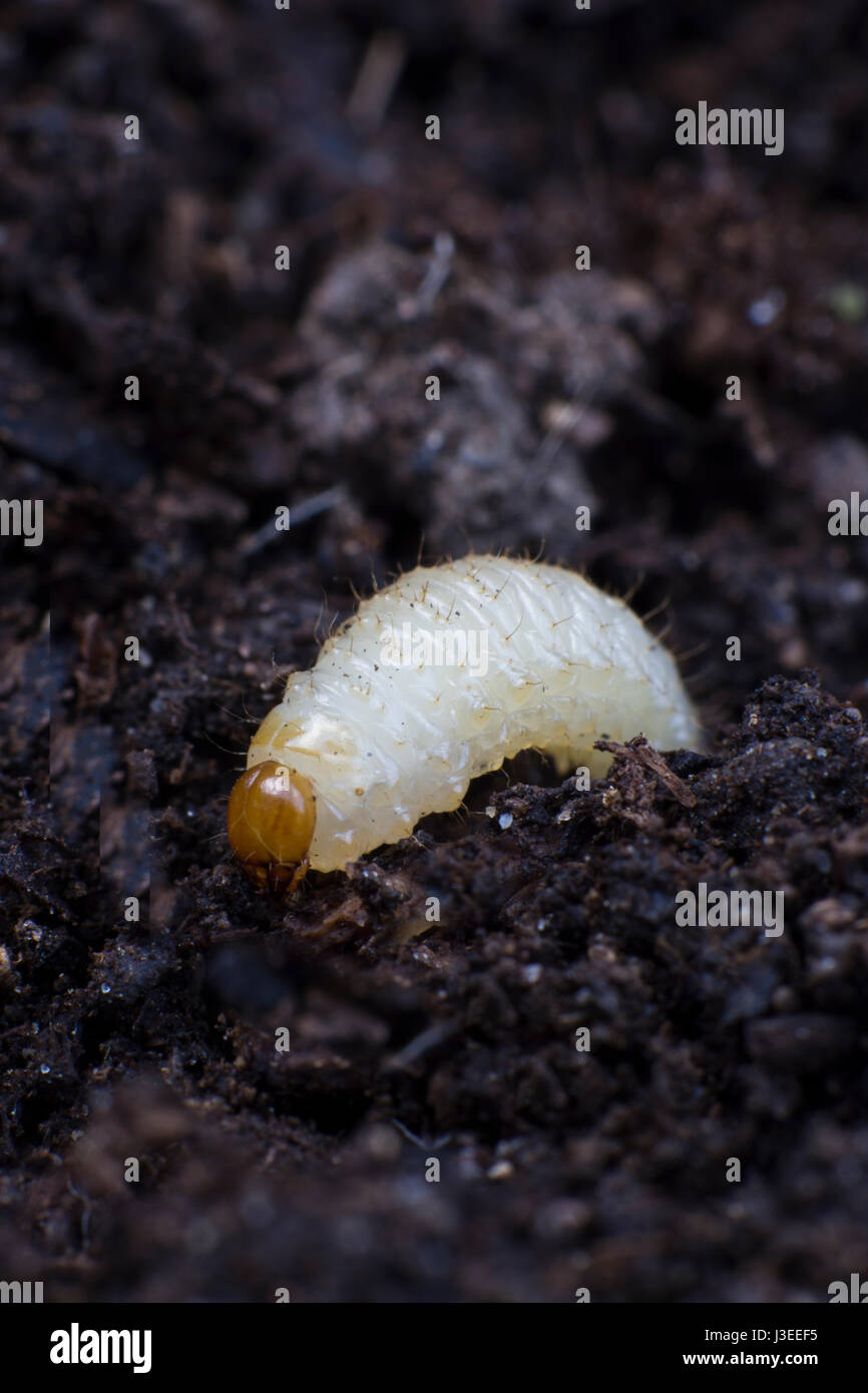 Vine weevil pupa hi-res stock photography and images - Alamy