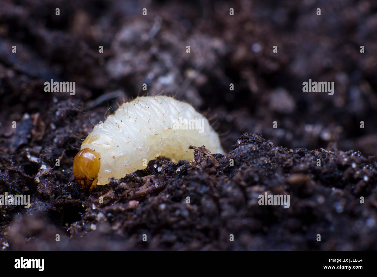 Vine weevil grub hi-res stock photography and images - Alamy