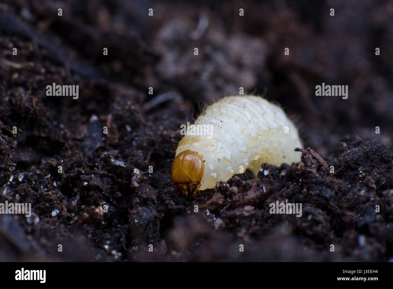Vine weevil damage hi-res stock photography and images - Alamy