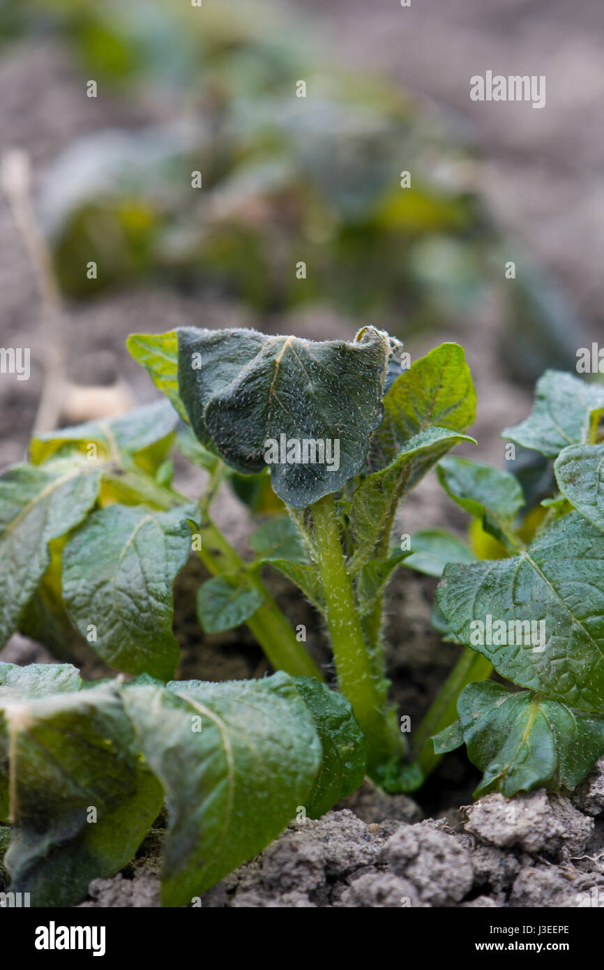 Early potato plants showing signs of frost damage to the leaves Stock ...