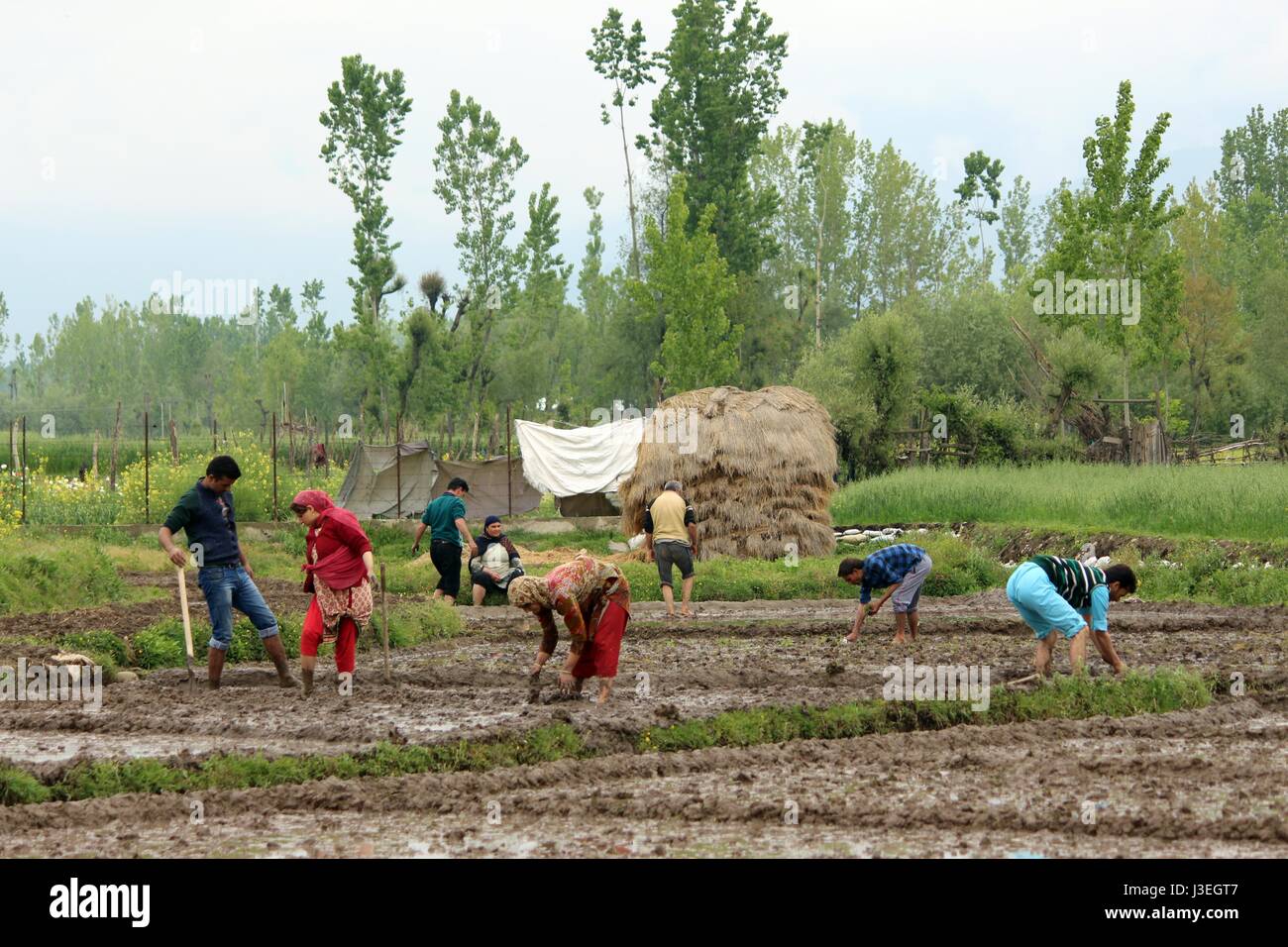 Kashmiri farmers hi-res stock photography and images - Alamy