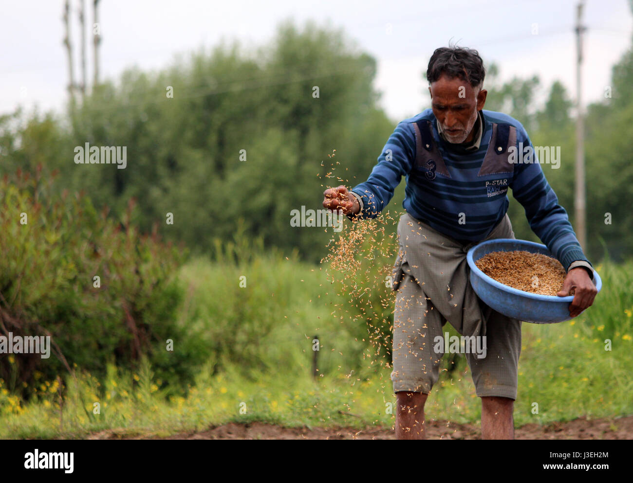 Anantnag, India. 03rd May, 2017. A Kashmiri farmer sowing paddy seeds ...