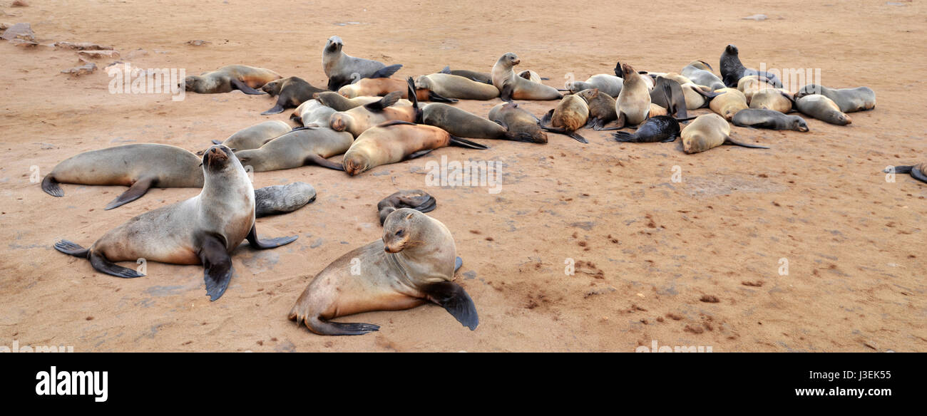 Cape Cross Seal Reserve Stock Photo - Alamy