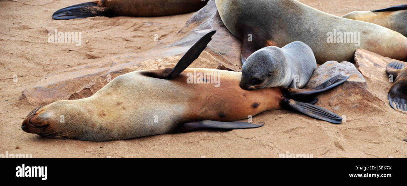Cape Cross Seal Reserve Stock Photo - Alamy