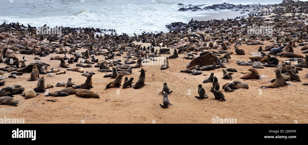 Cape Cross Seal Reserve Stock Photo - Alamy