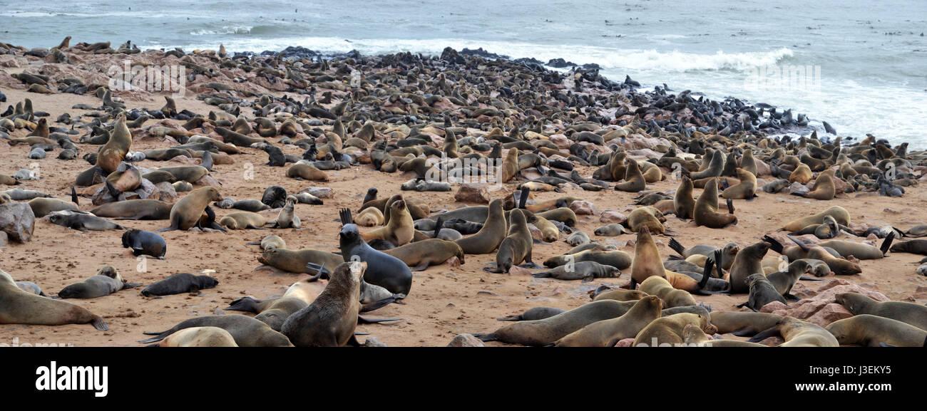 Cape Cross Seal Reserve Stock Photo - Alamy