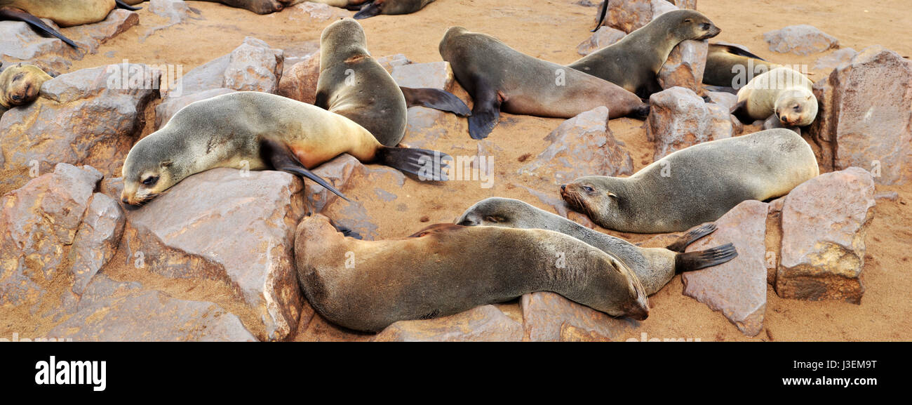 Cape Cross Seal Reserve Stock Photo - Alamy