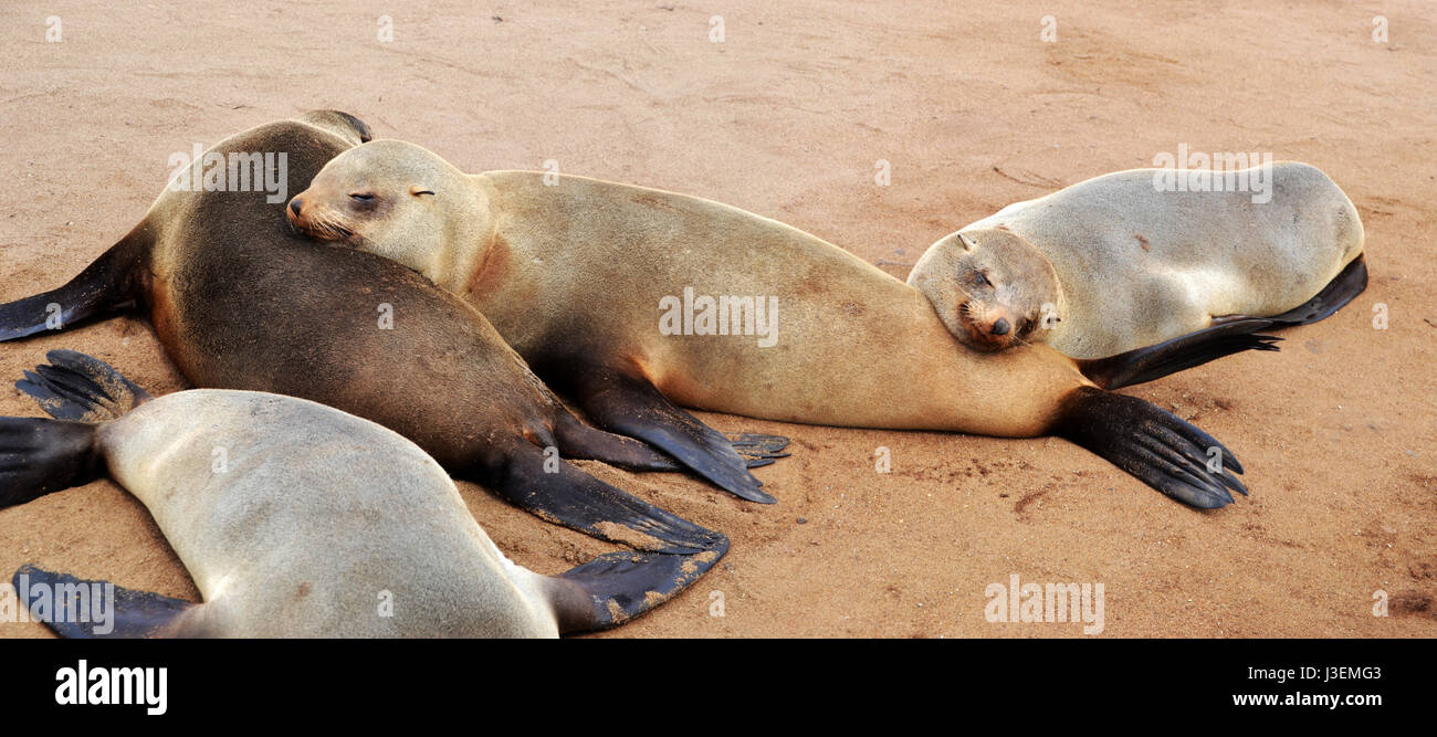 Cape Cross Seal Reserve Stock Photo - Alamy
