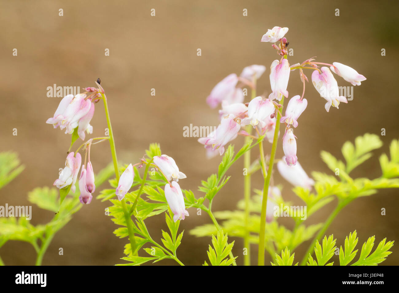 Pale pink flushed white flowers of the hardy woodlander, Dicentra ...