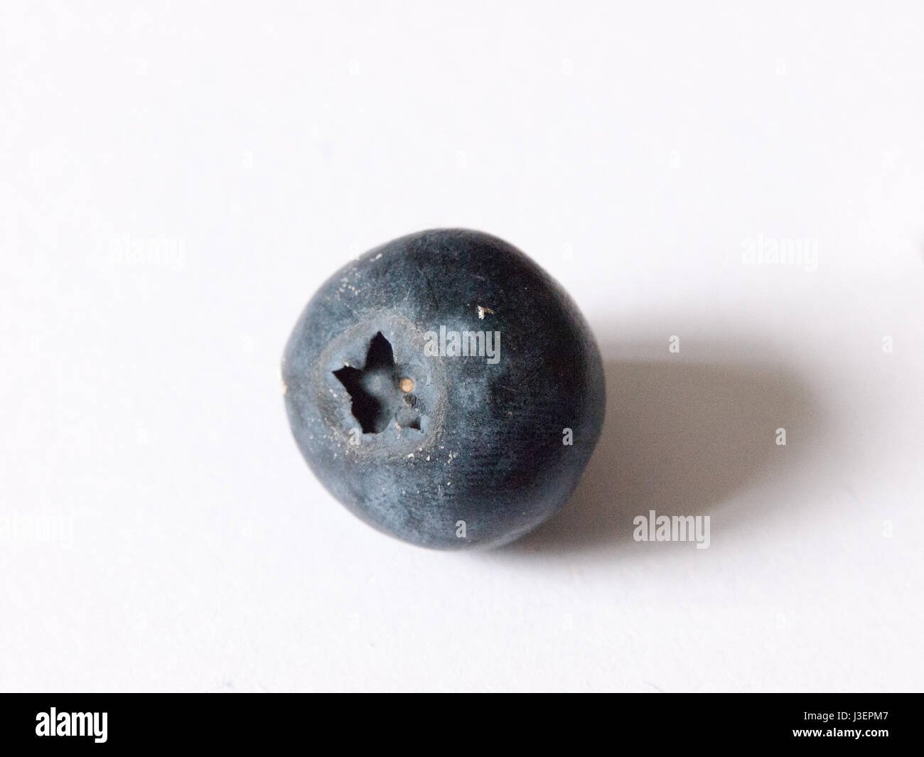 a single blueberry on a white background in studio with small shadow ...