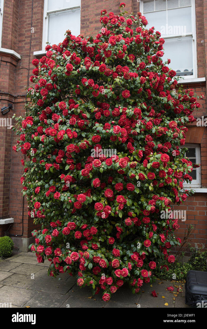 Camellia tree hi-res stock photography and images - Alamy