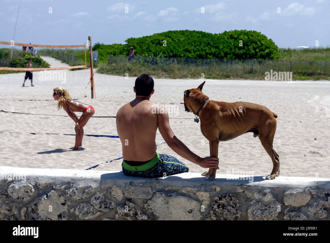 Miami Beach Florida,Lummus Park,dog,boxer,man men male,woman female ...