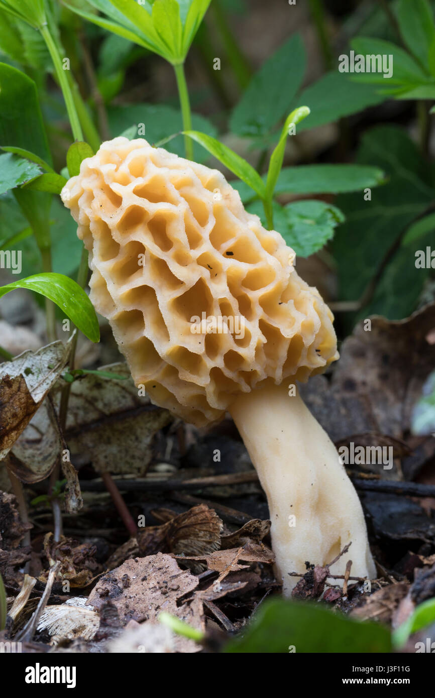 Speisemorchel morchel morchella esculenta hi-res stock photography and ...