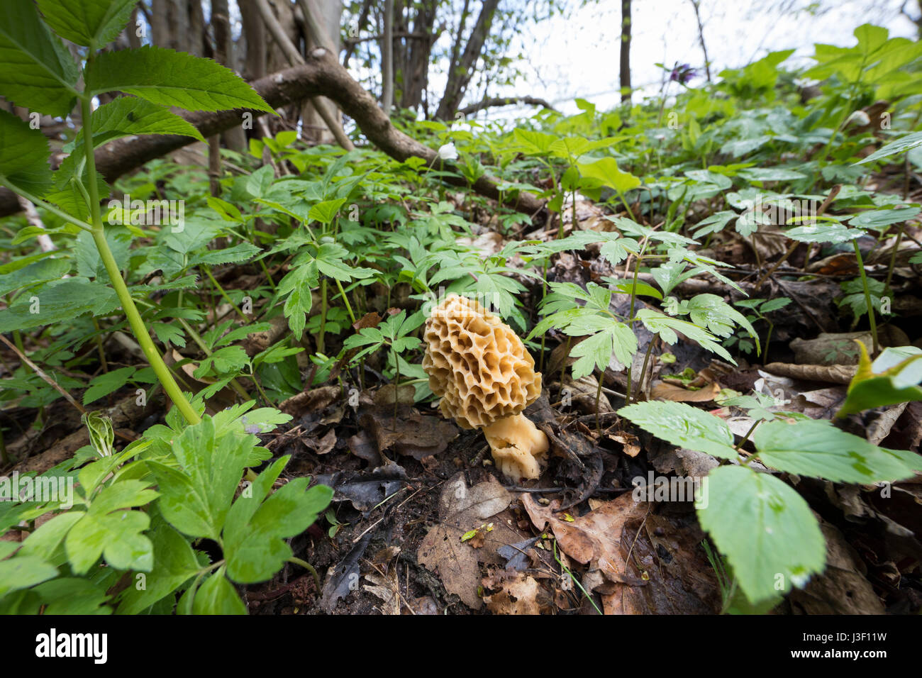 Morel High Resolution Stock Photography and Images - Alamy