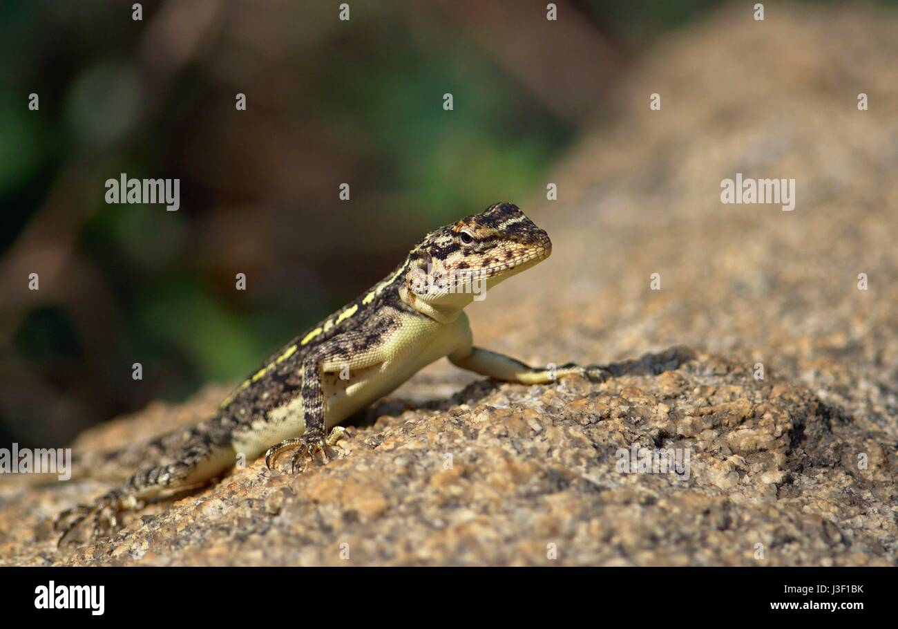 lizard on rock Stock Photo - Alamy