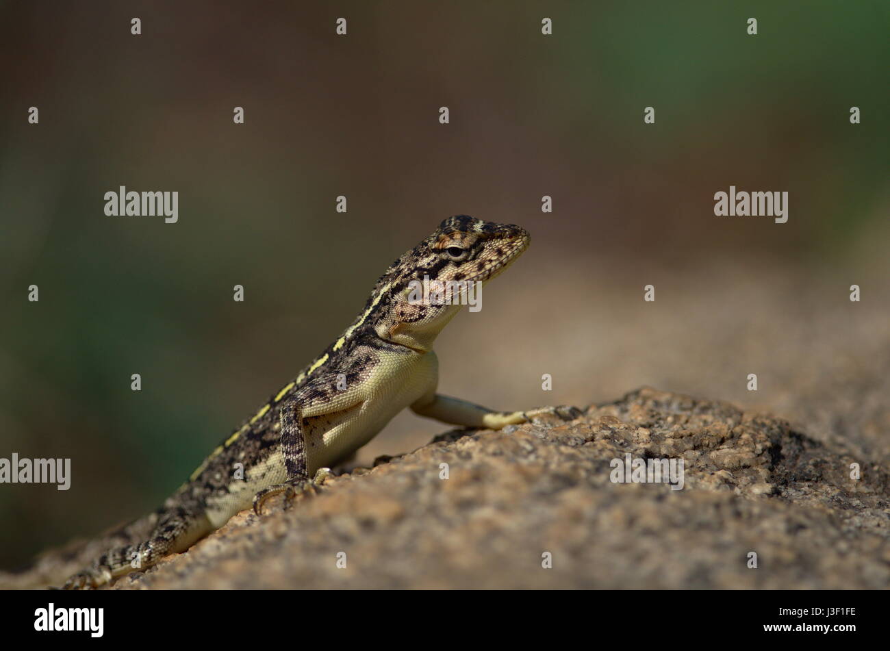 Indian lizard hi-res stock photography and images - Alamy