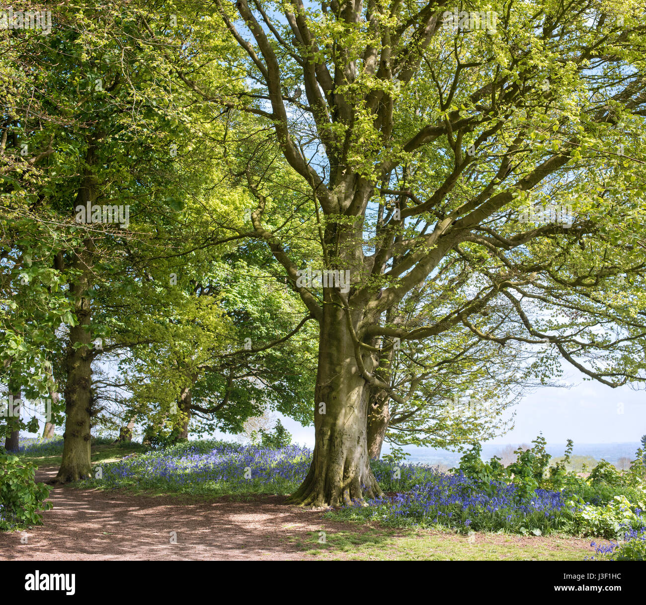 Fagus sylvatica. Beech tree and bluebells. Oxfordshire, England Stock ...