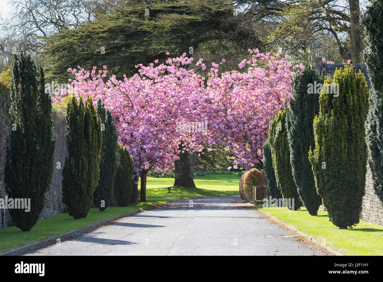 Pink cherry trees in blossom either side of Bibury Court driveway ...