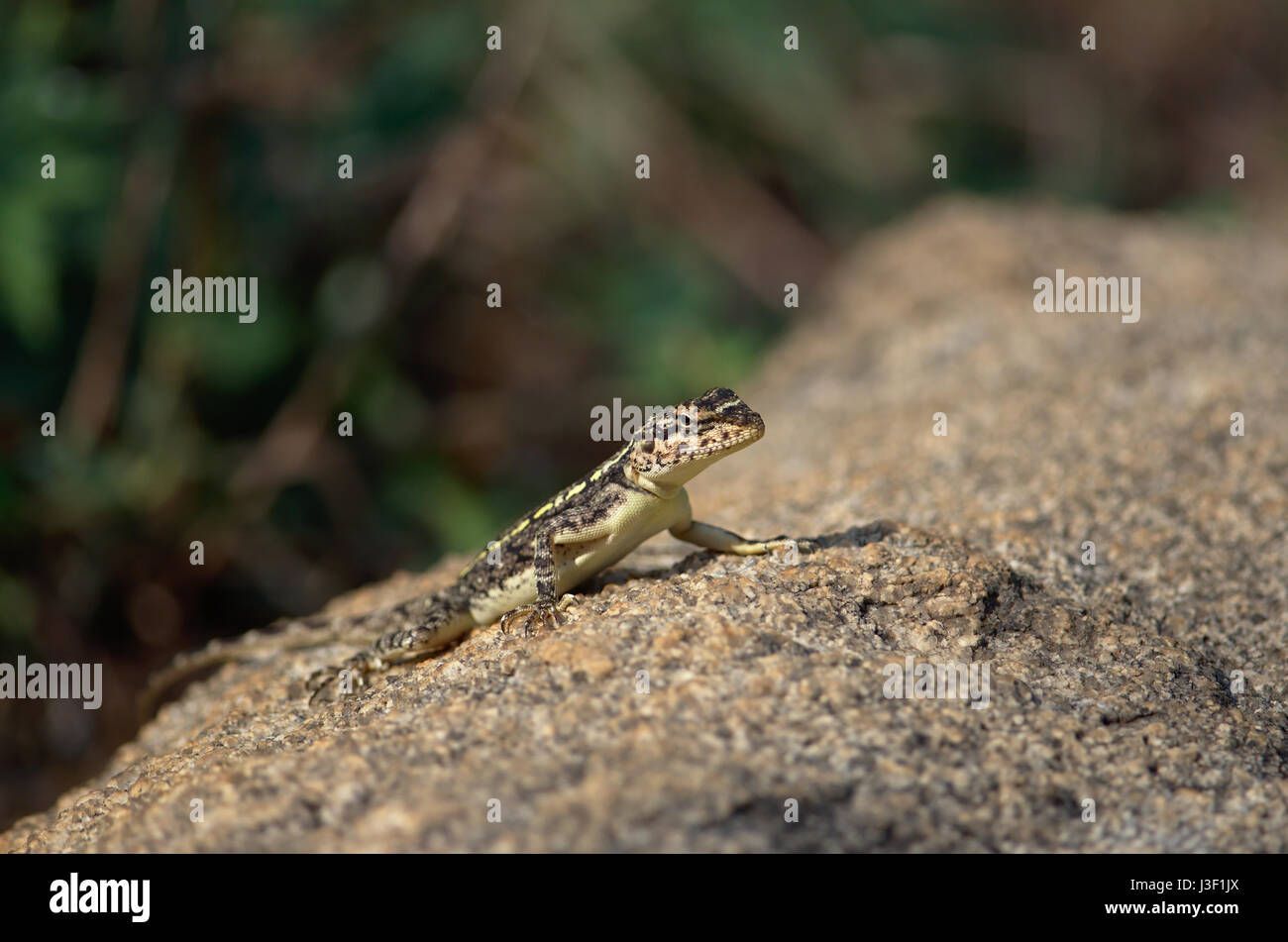 Indian lizard hi-res stock photography and images - Alamy