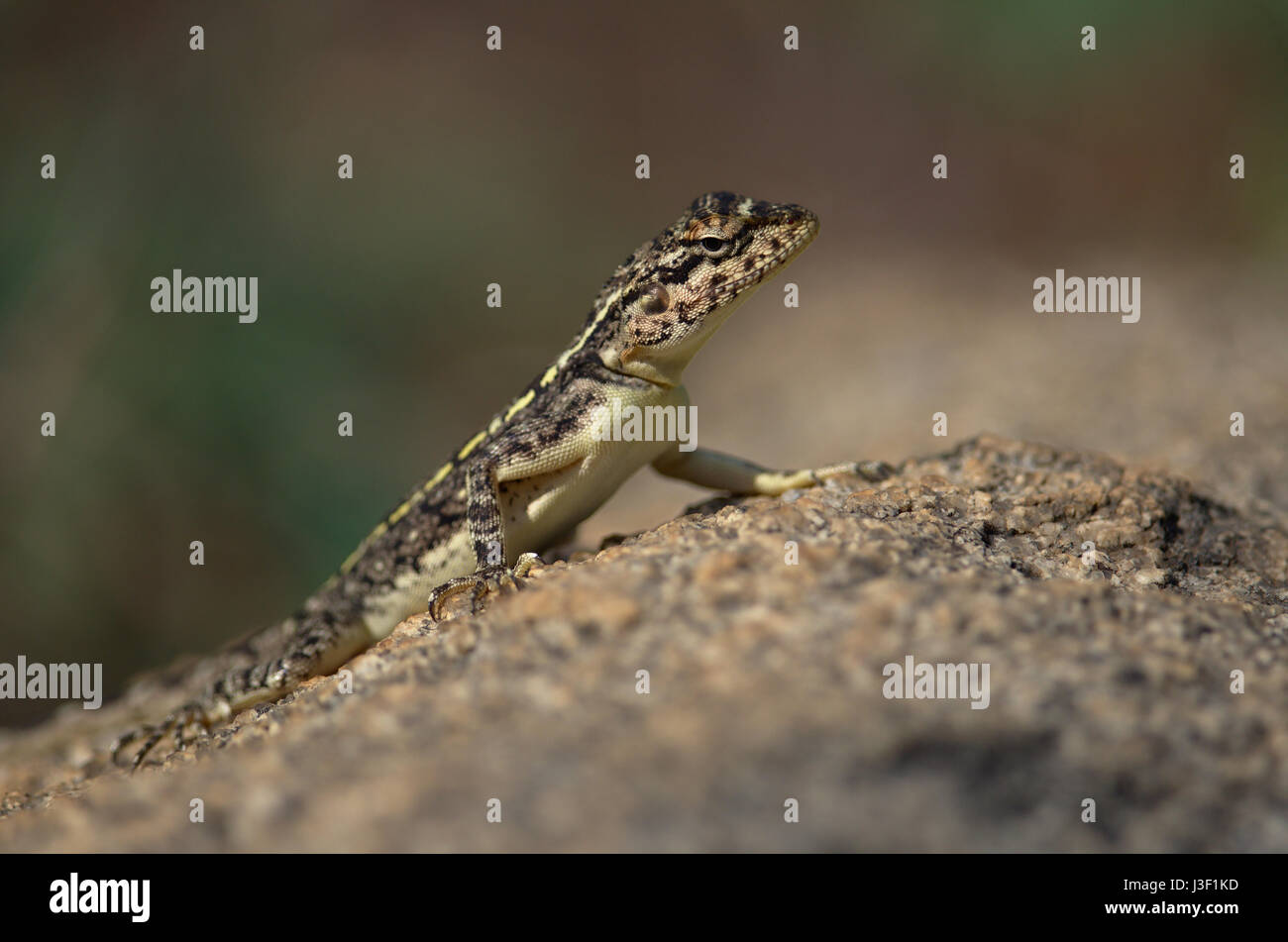 Lizard camouflage lizards reptile hi-res stock photography and images ...