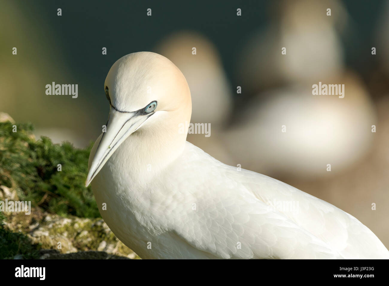 Gannets at Bempton Cliffs Stock Photo - Alamy