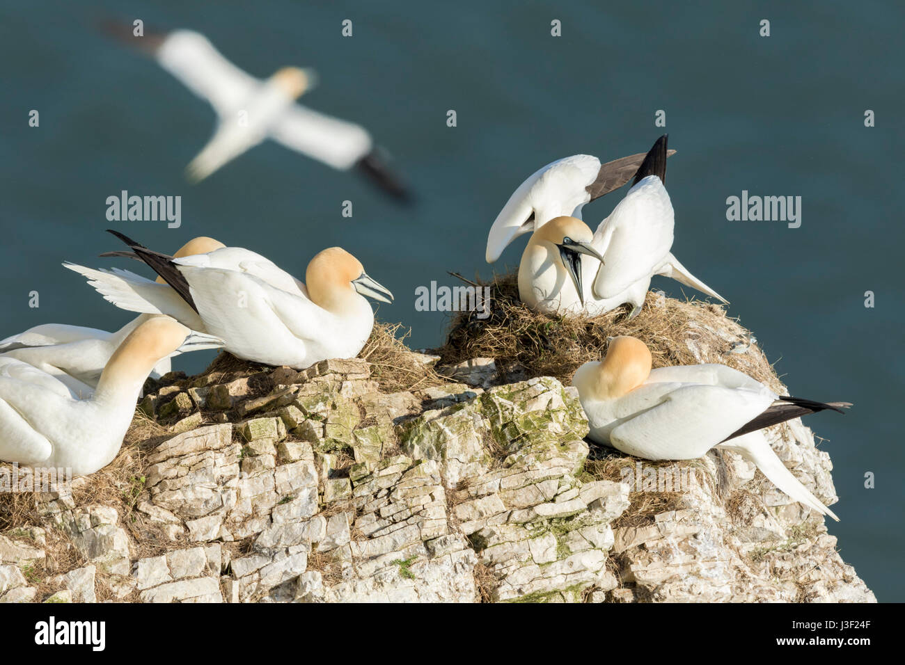 Gannets at Bempton Cliffs Stock Photo - Alamy