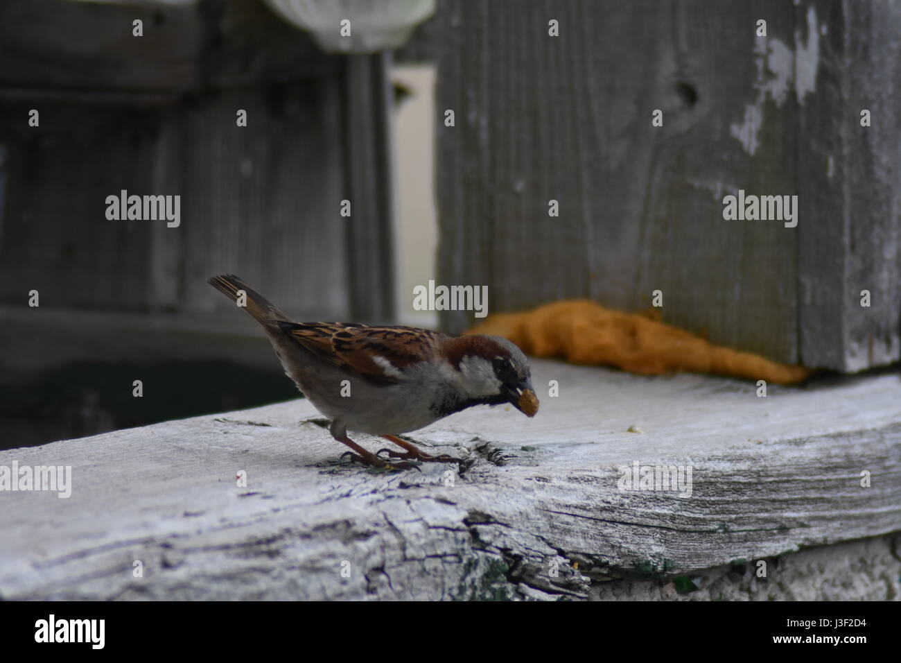 Little Bird with Food Stock Photo - Alamy