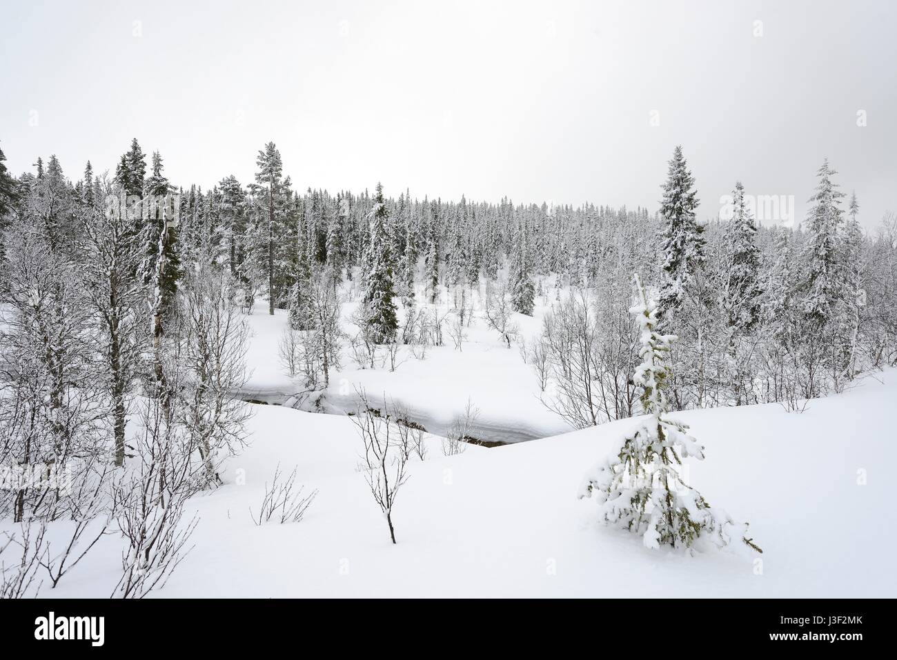 Spruce Tree Forest Covered by Snow in Swedish Winter Landscape Stock ...