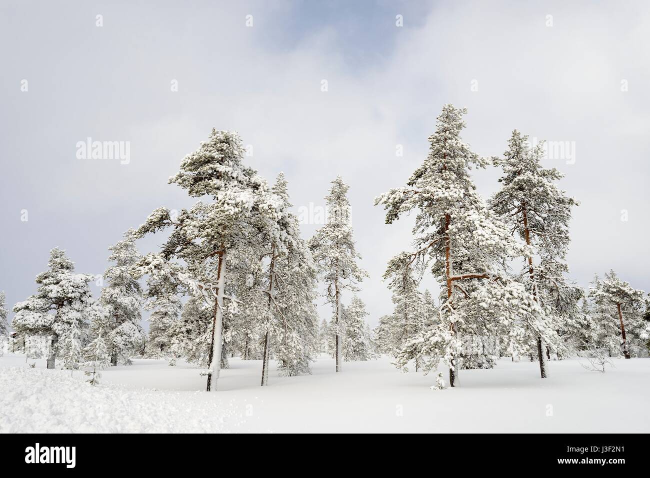 Spruce Tree Forest Covered by Snow in Swedish Winter Landscape Stock ...