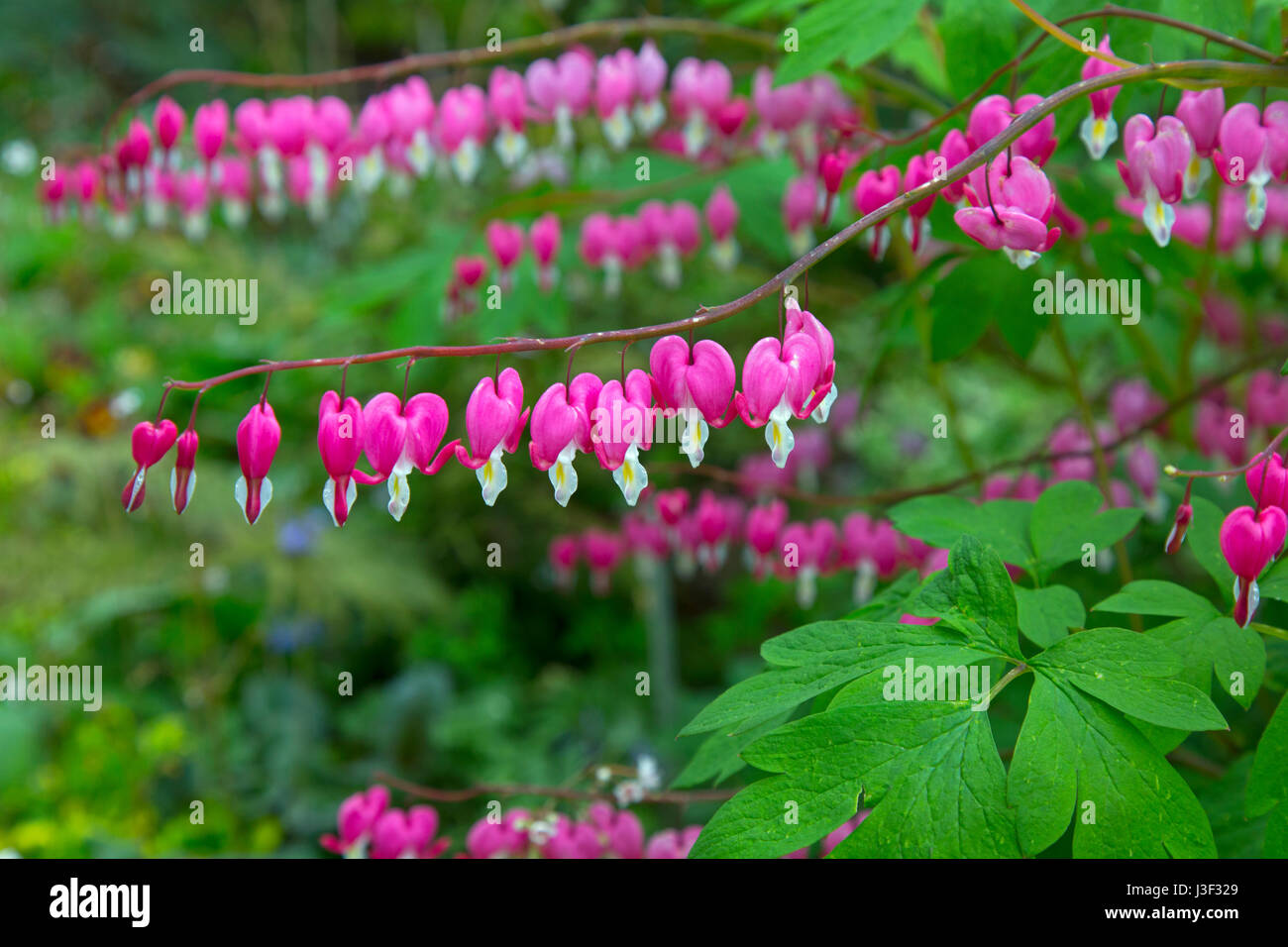 Bleeding heart Plant Lamprocapnos spectabilis Stock Photo - Alamy
