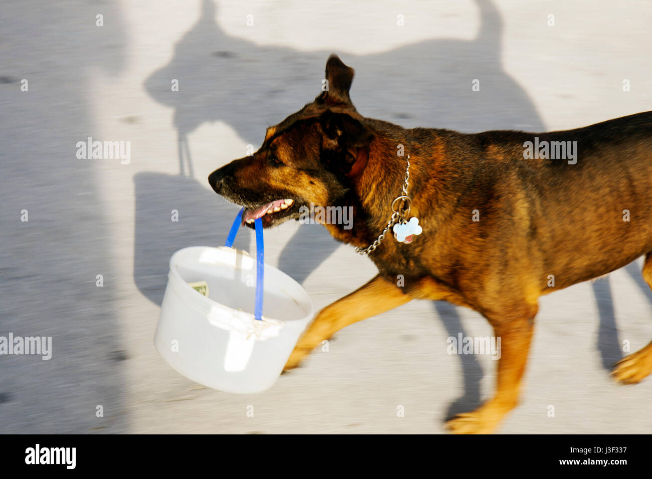 Miami Beach Florida,Lummus Park,dog dogs,taught,carry,begging ...