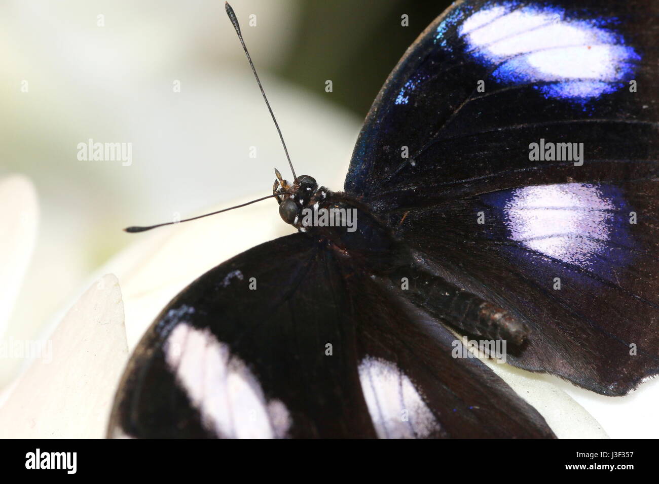 Male Great common eggfly butterfly (Hypolimnas bolina) showing ...