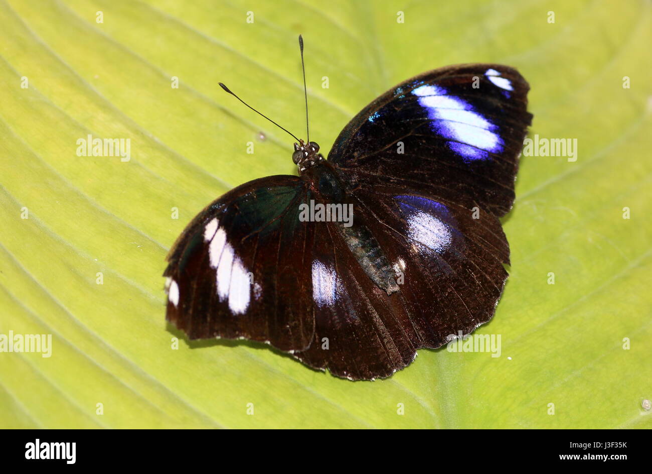 Male Great common eggfly butterfly (Hypolimnas bolina) showing ...