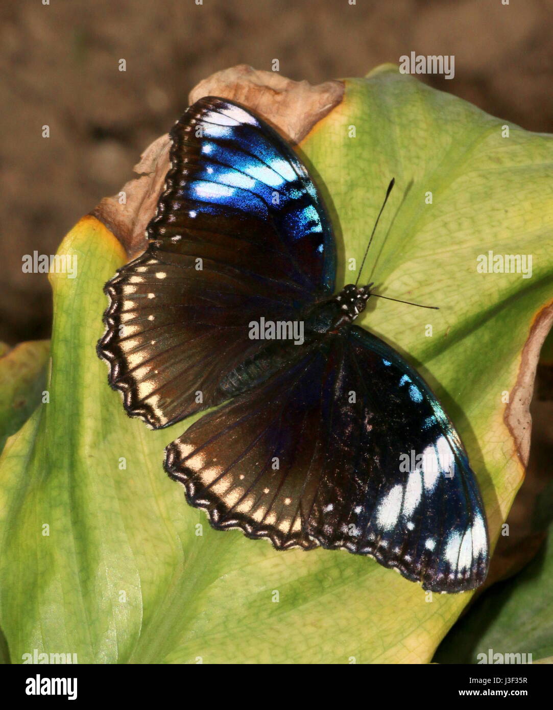 Great common eggfly butterfly (Hypolimnas bolina), possibly a hybrid ...