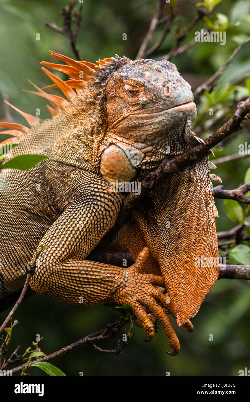 Iguana hi-res stock photography and images - Alamy