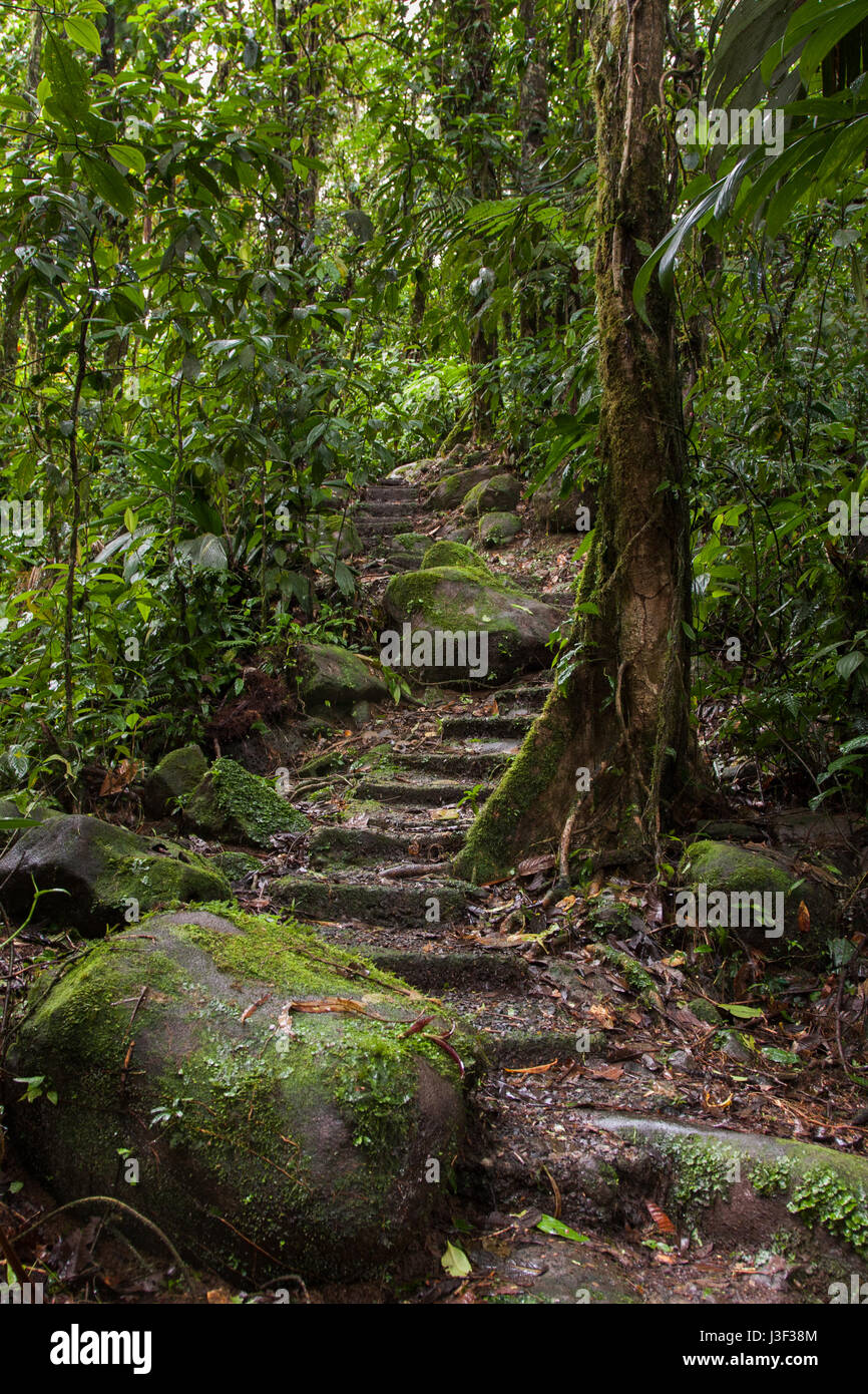 Tropical thick dense forest hi-res stock photography and images - Alamy