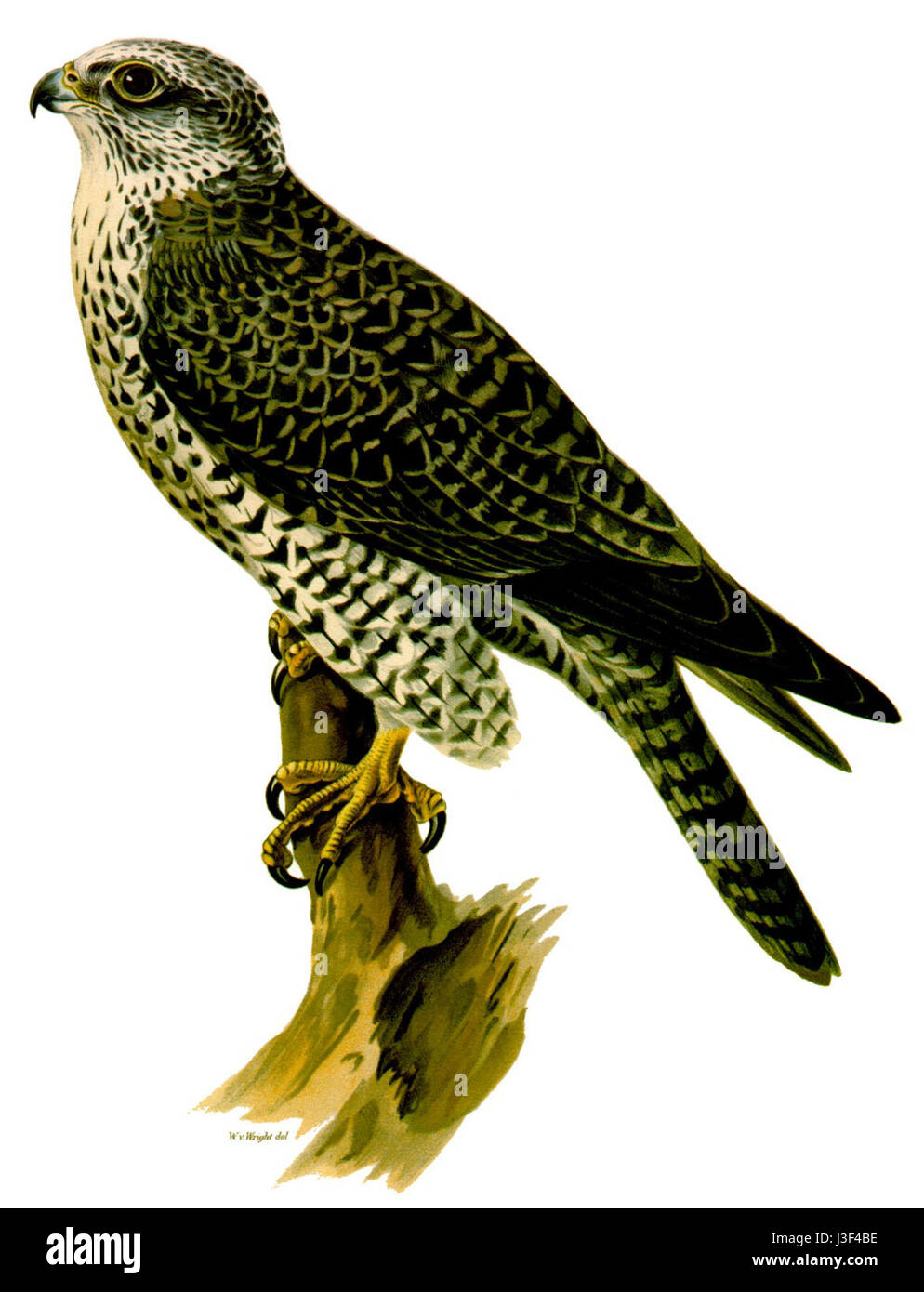 Falco rusticolus f Stock Photo - Alamy