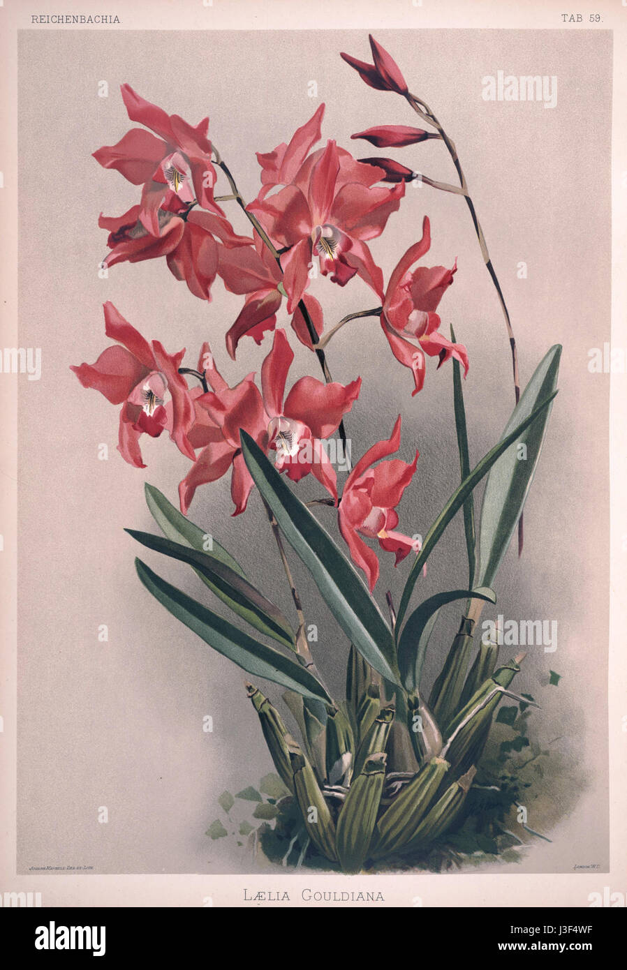 Frederick Sander Reichenbachia II plate 59 (1890) Laelia gouldiana ...
