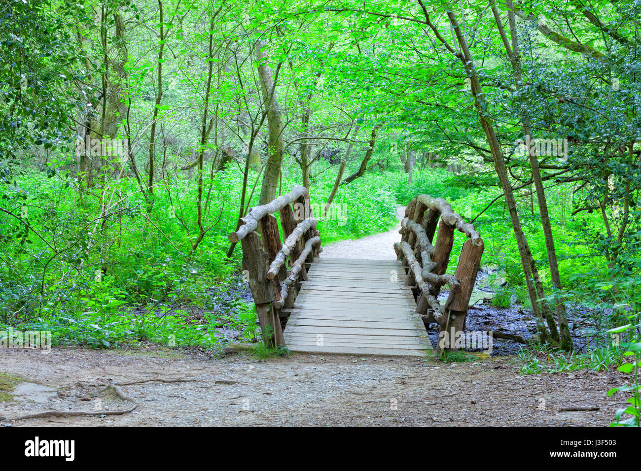 Rustic wooden bridge over a muddy brook on a walking trail through a ...